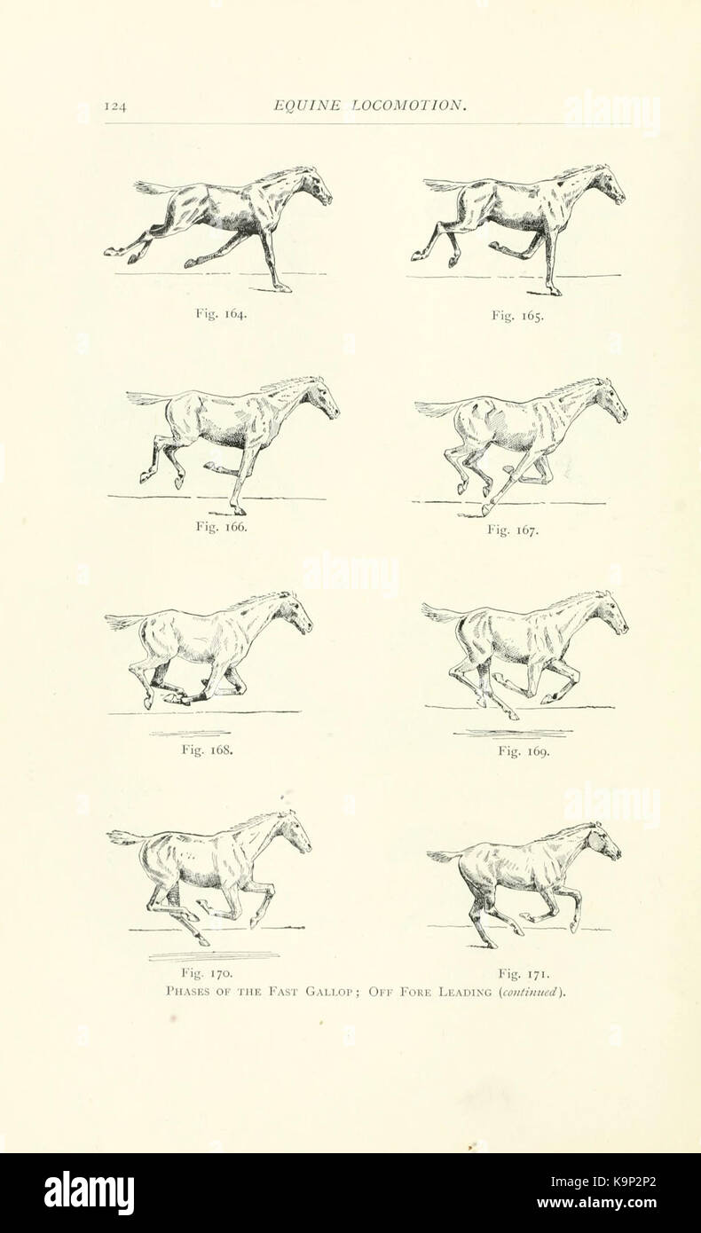 Points of the horse (Page 124) BHL9406678 Stock Photo - Alamy