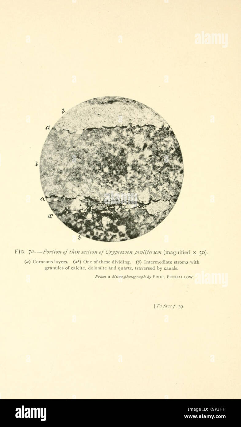 Fossil relics hi-res stock photography and images - Alamy