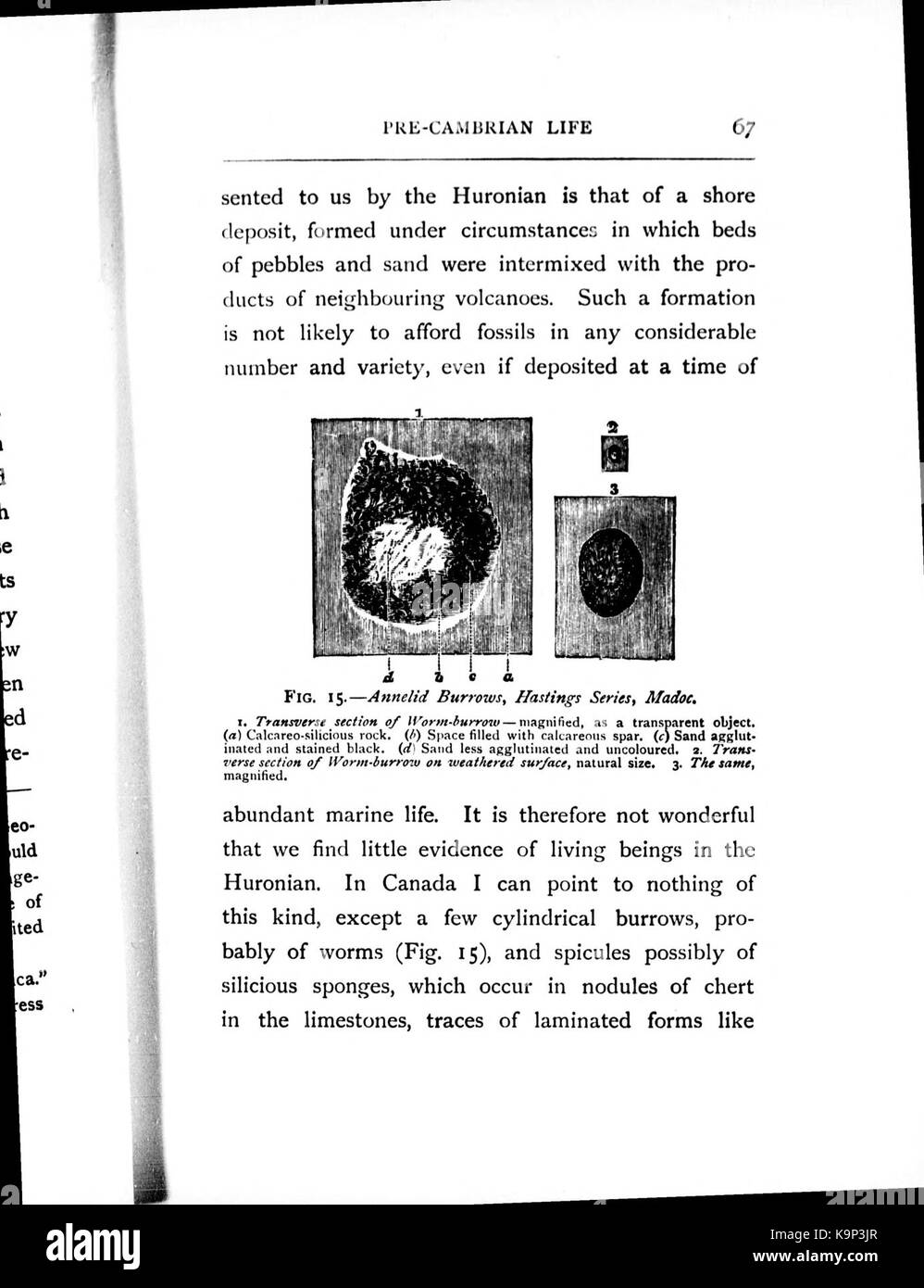 Fossilized life forms Black and White Stock Photos & Images - Alamy