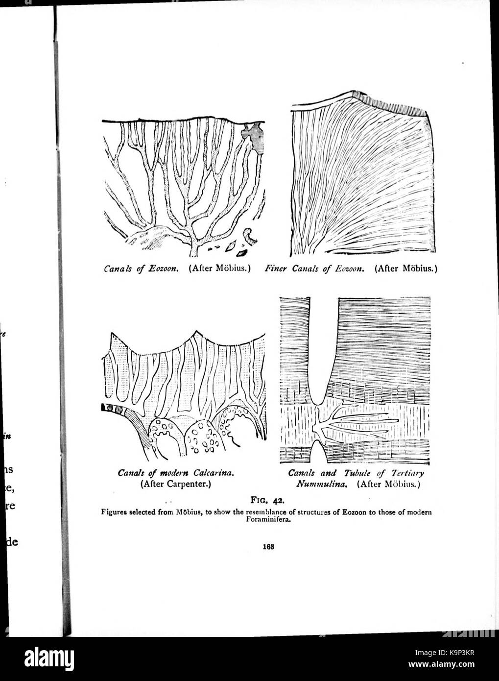 Fossilized life forms Black and White Stock Photos & Images - Alamy