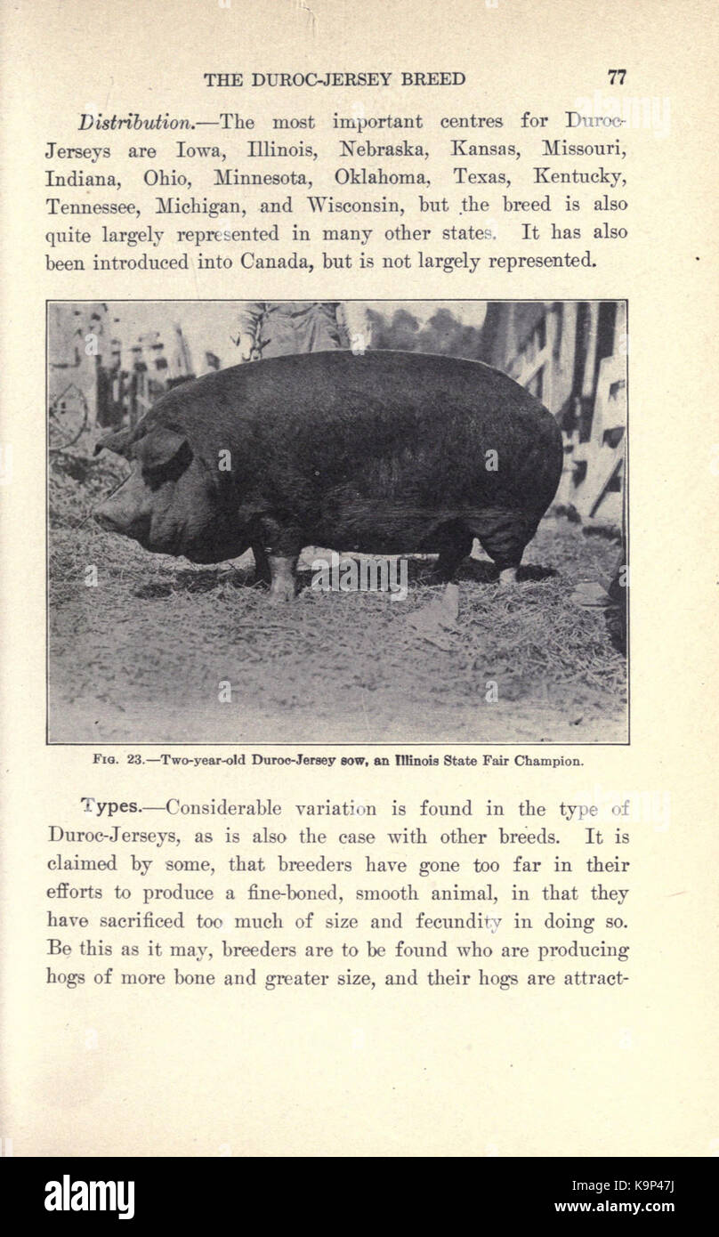 Productive swine husbandry (Page 77) BHL23369506 Stock Photo - Alamy