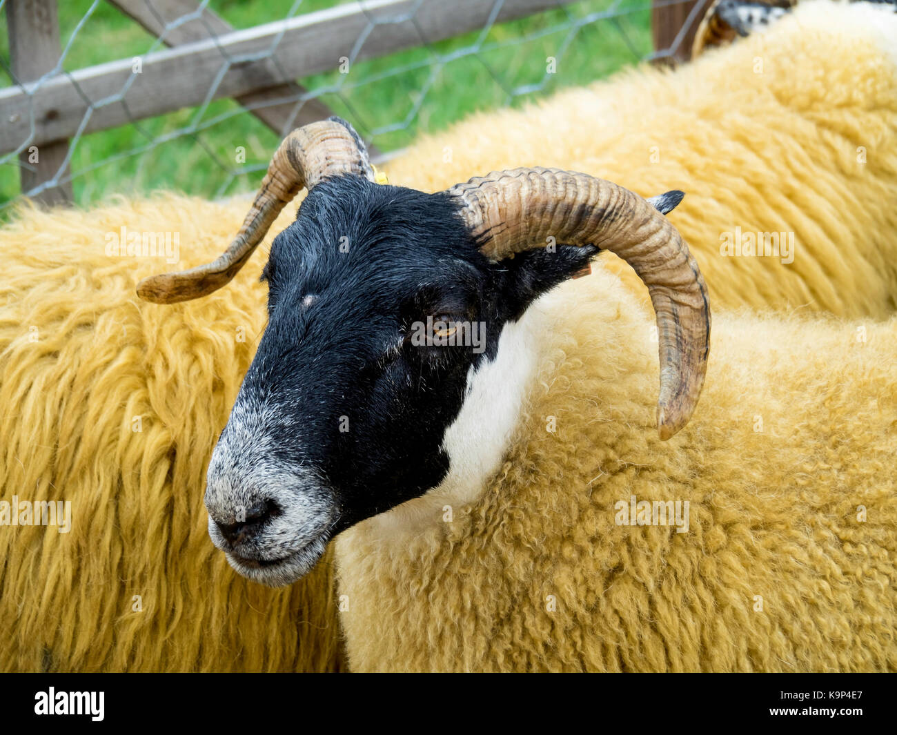 Portrait of a Scotch Blackface sheep at the Stokesley Agricultural Show ...