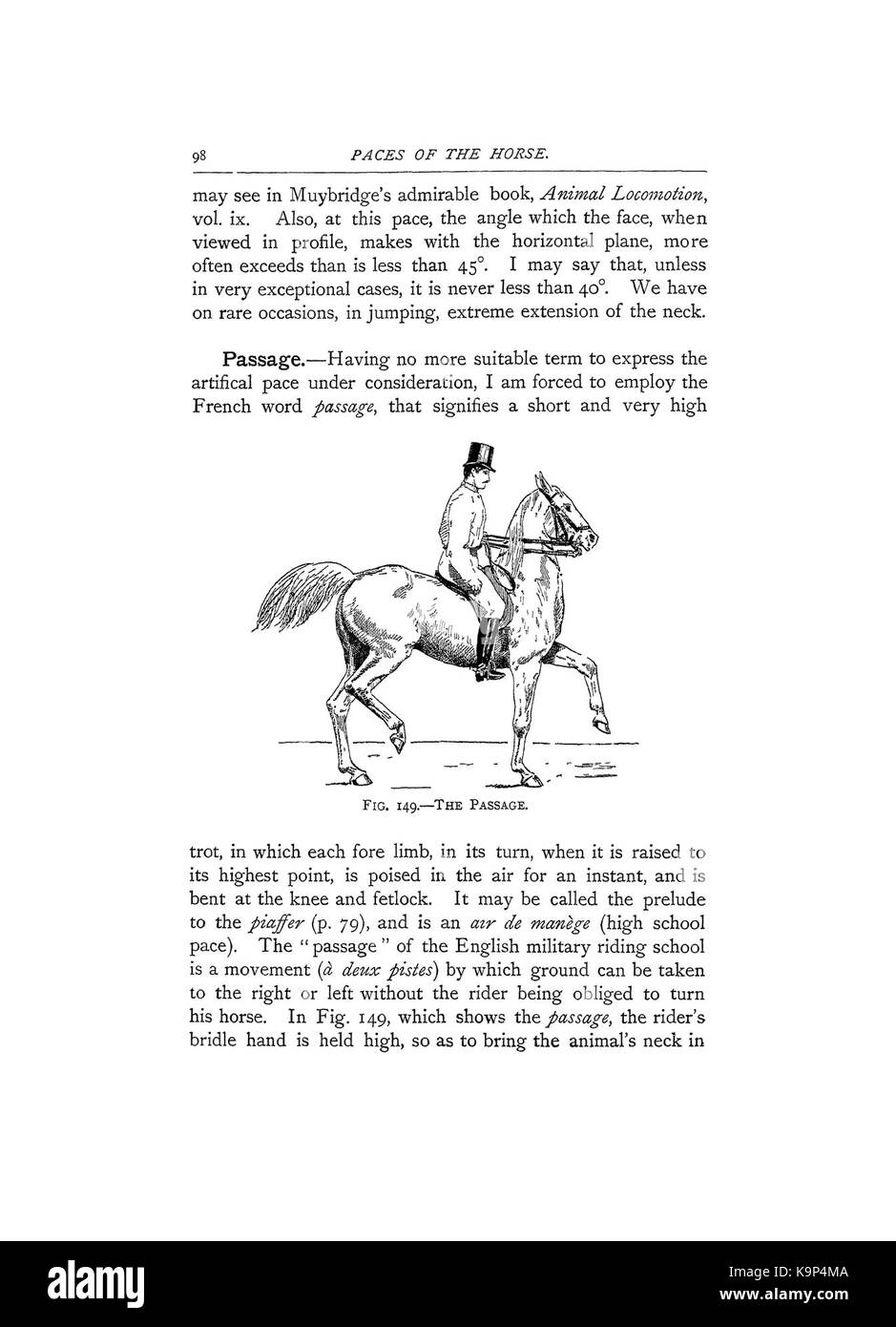 Horse body parts Black and White Stock Photos & Images - Alamy