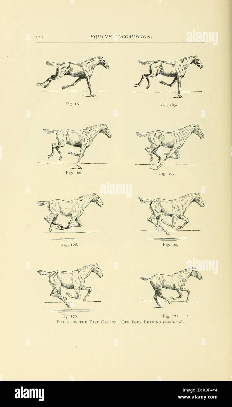Points of the horse (Page 124) BHL21342948 Stock Photo - Alamy