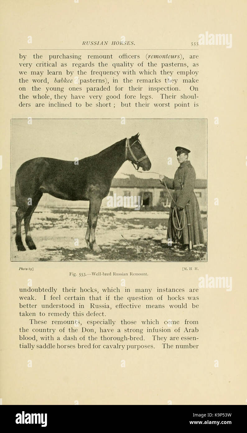 Horse terminology hi-res stock photography and images - Alamy