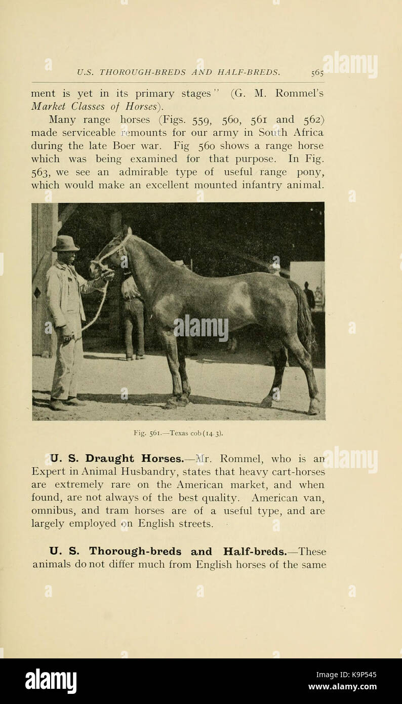 Points of the horse (Page 565) BHL21343389 Stock Photo - Alamy