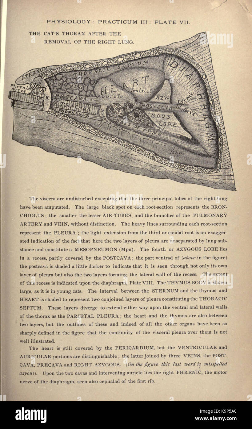 Physiology practicums BHL23438987 Stock Photo - Alamy