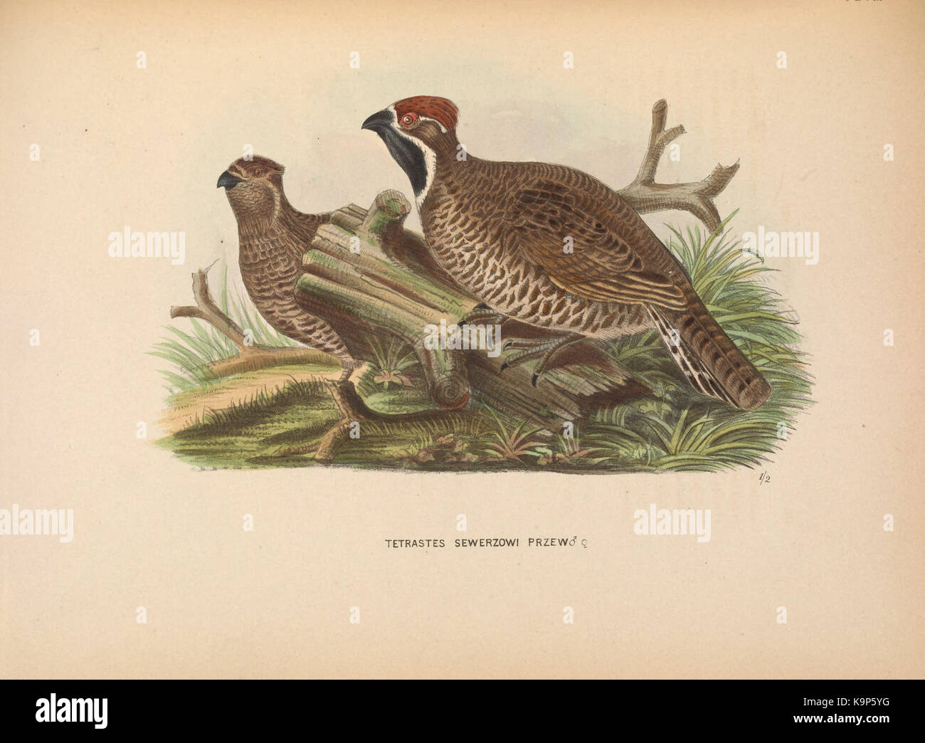 Collection of bird illustrations hi-res stock photography and images ...