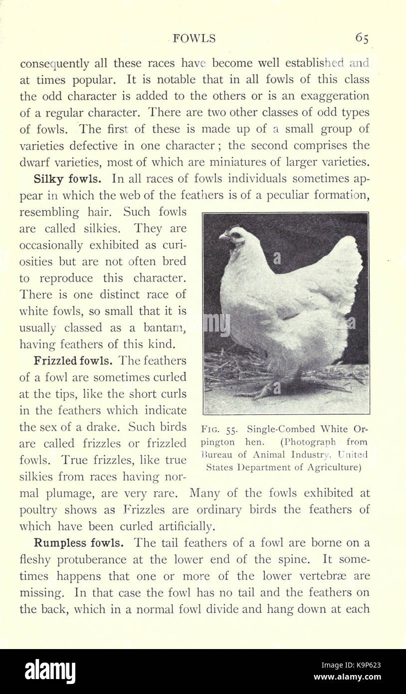 This page from 'Our Domestic Birds' features detailed descriptions and ...