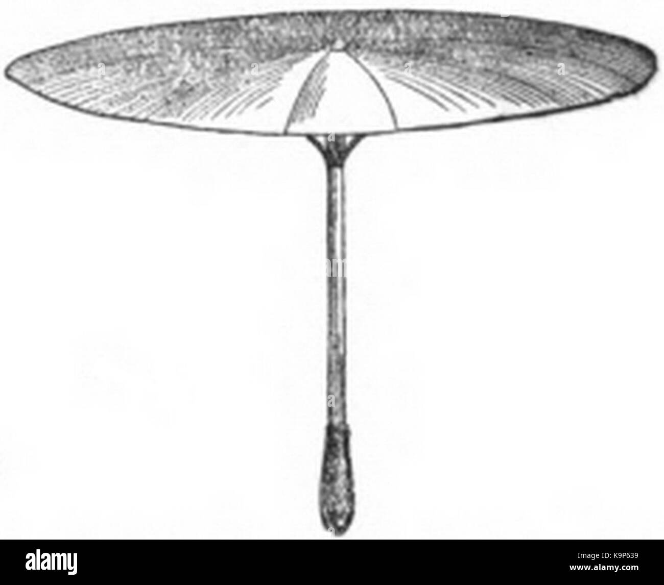 Bird shelter rain hi-res stock photography and images - Alamy