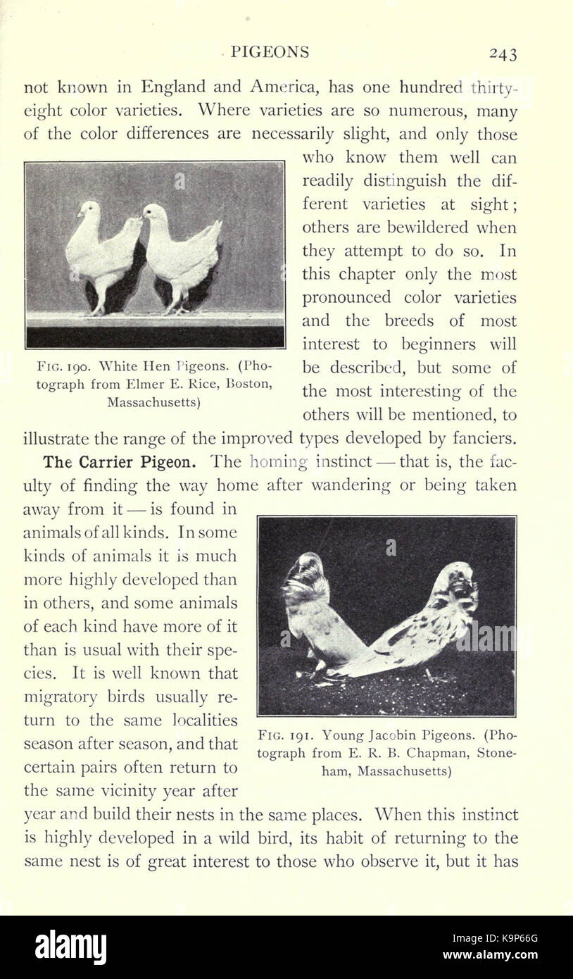 Our domestic birds (Page 243) BHL20012317 Stock Photo - Alamy