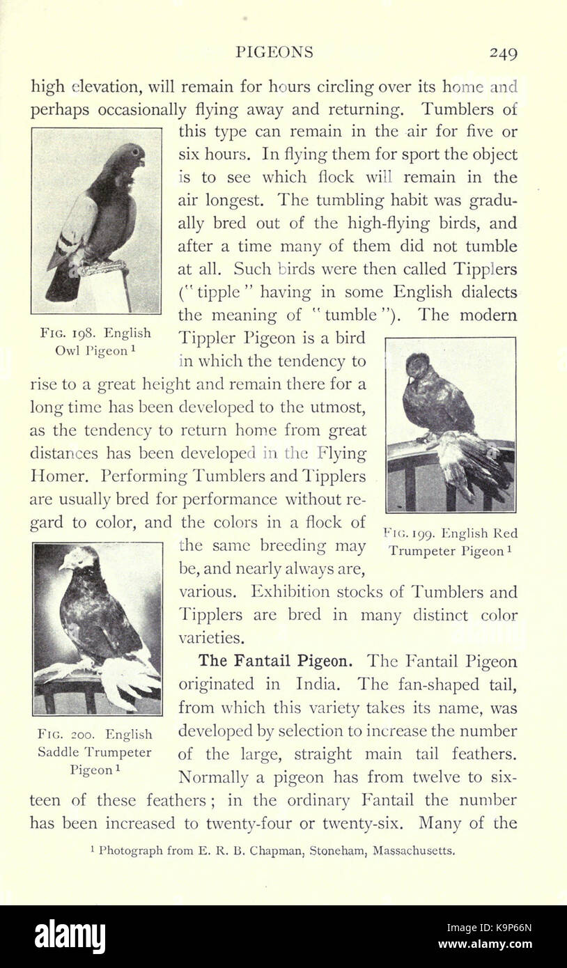 Our domestic birds (Page 249) BHL20012323 Stock Photo - Alamy