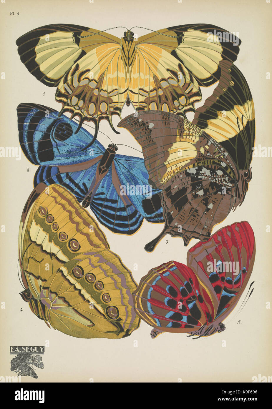 Papillons (Pl. 4) BHL48852985 Stock Photo - Alamy