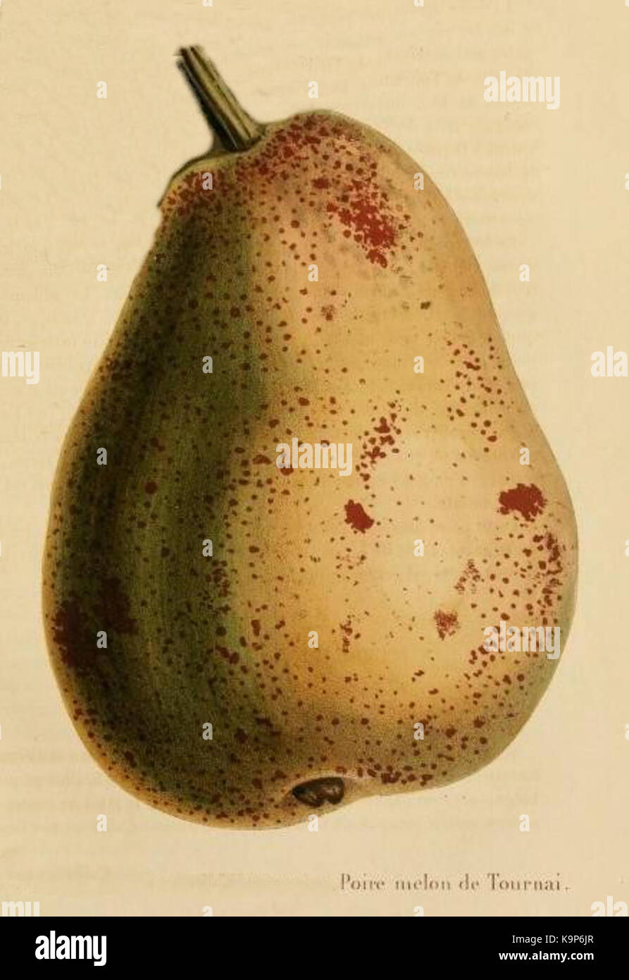 Poire melon hi-res stock photography and images - Alamy