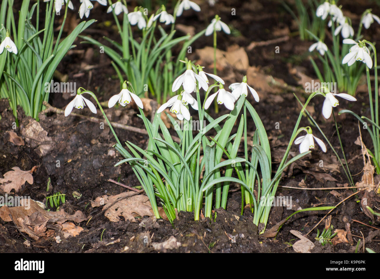 Snowdrops growing in England Stock Photo - Alamy