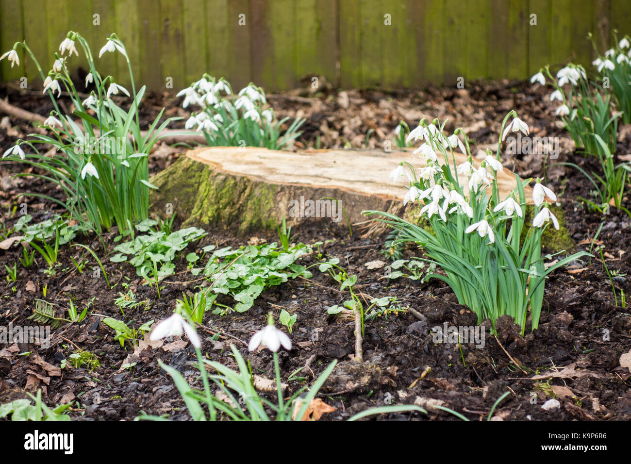 Snowdrops growing in England Stock Photo - Alamy