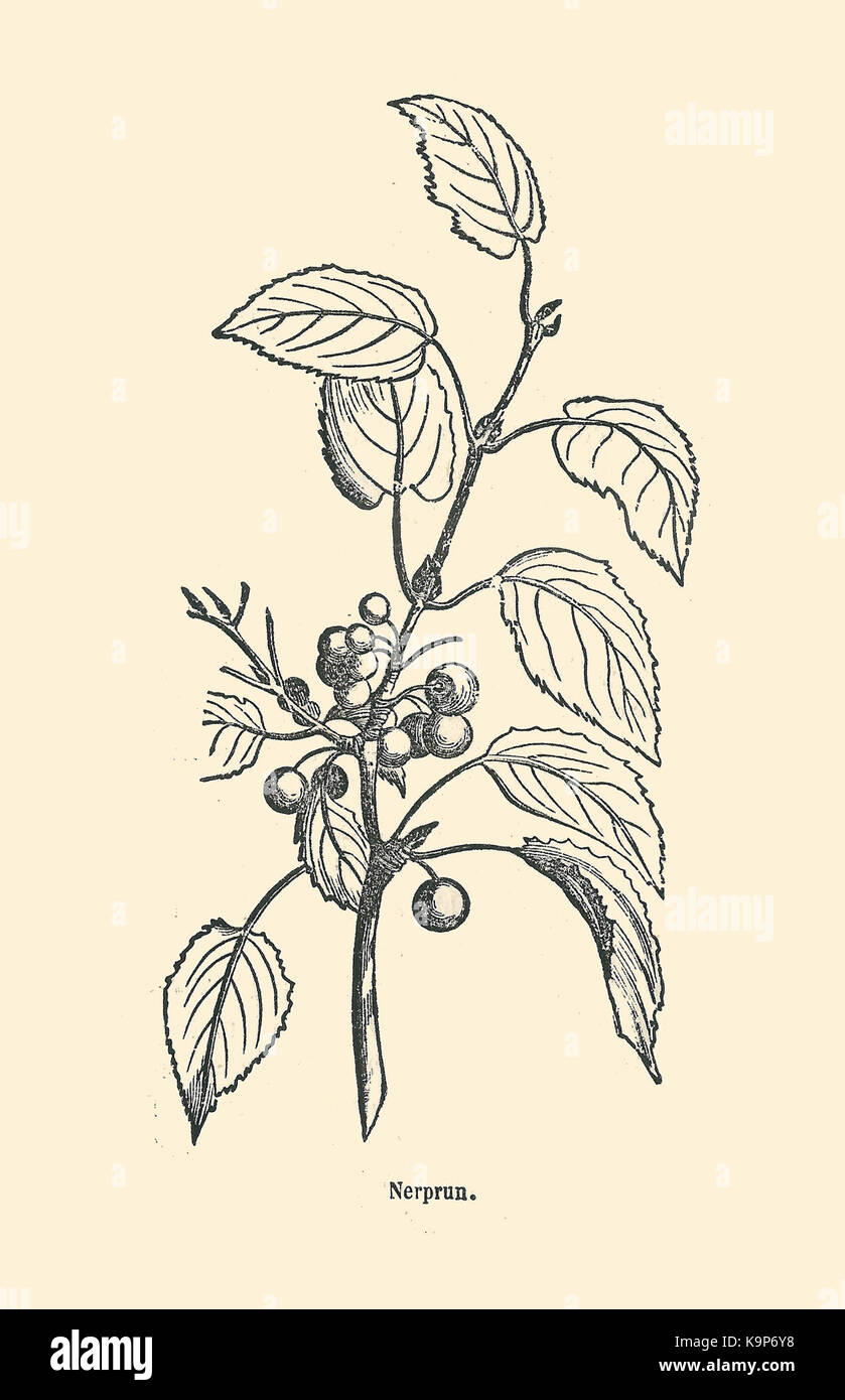 Ysabeau hi-res stock photography and images - Alamy