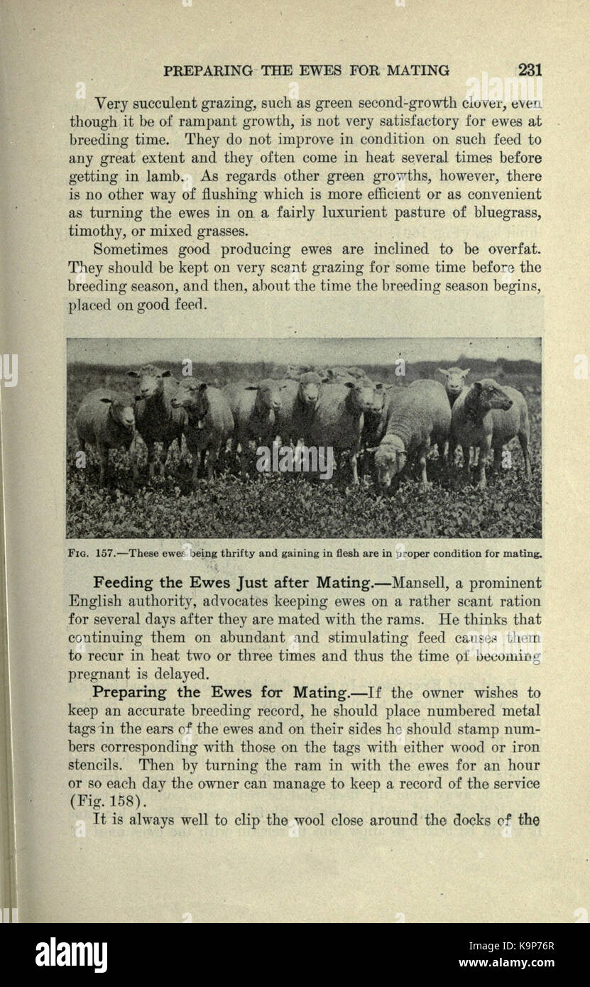 Productive sheep husbandry (Page 231) BHL19262767 Stock Photo - Alamy