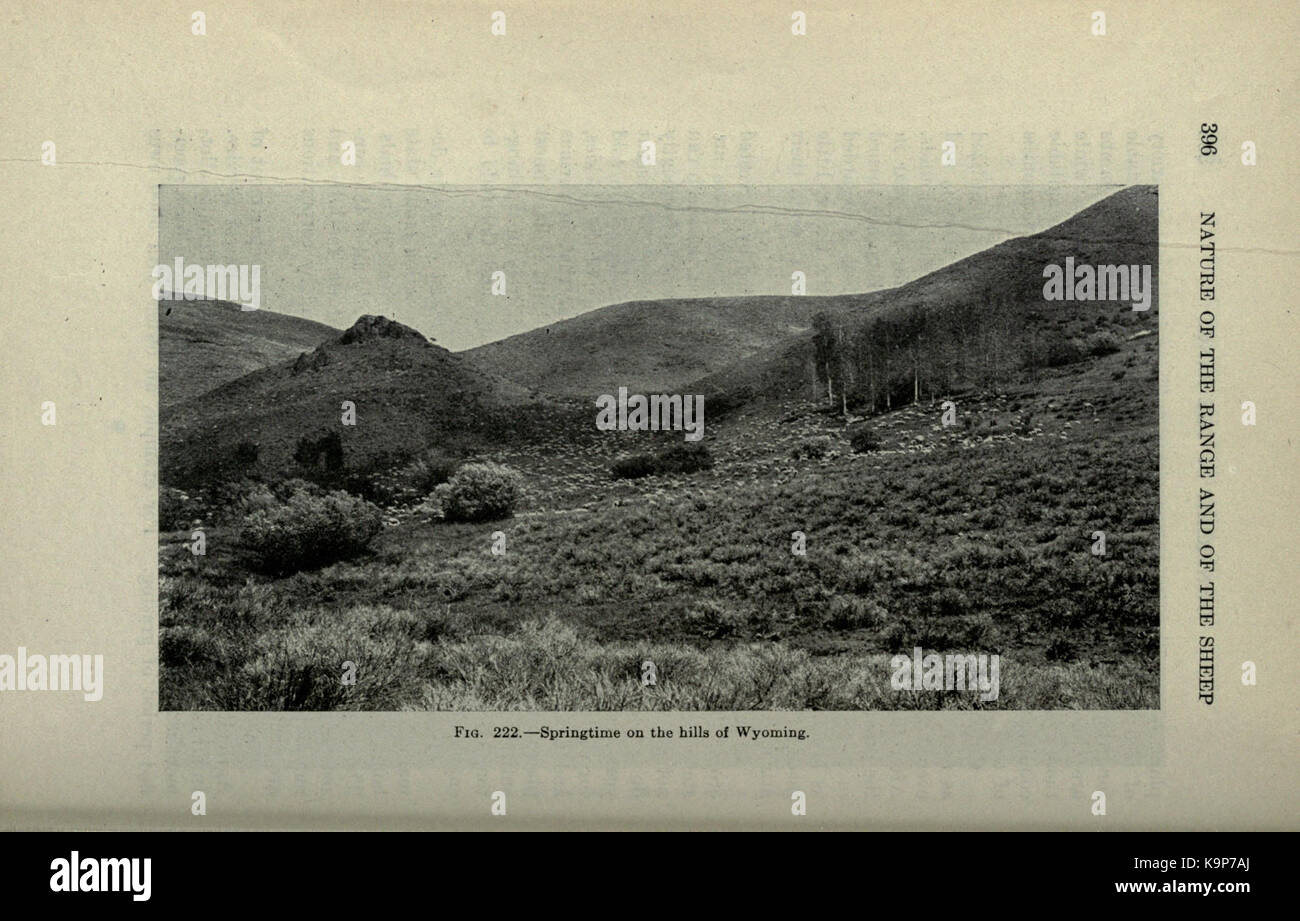 Productive sheep husbandry (Page 396) BHL19262932 Stock Photo - Alamy