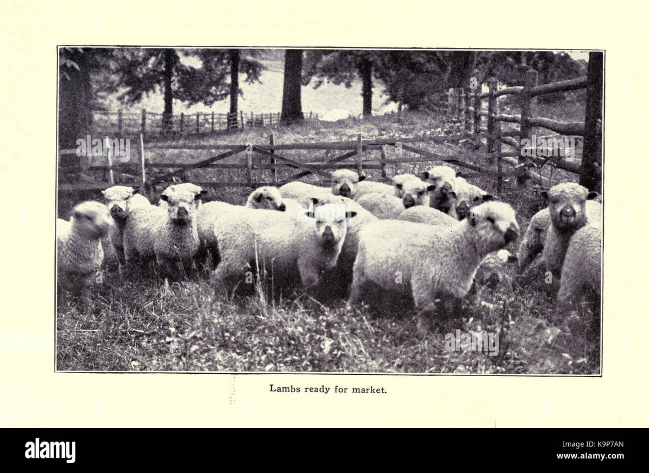 Progressive sheep raising BHL16932311 Stock Photo - Alamy