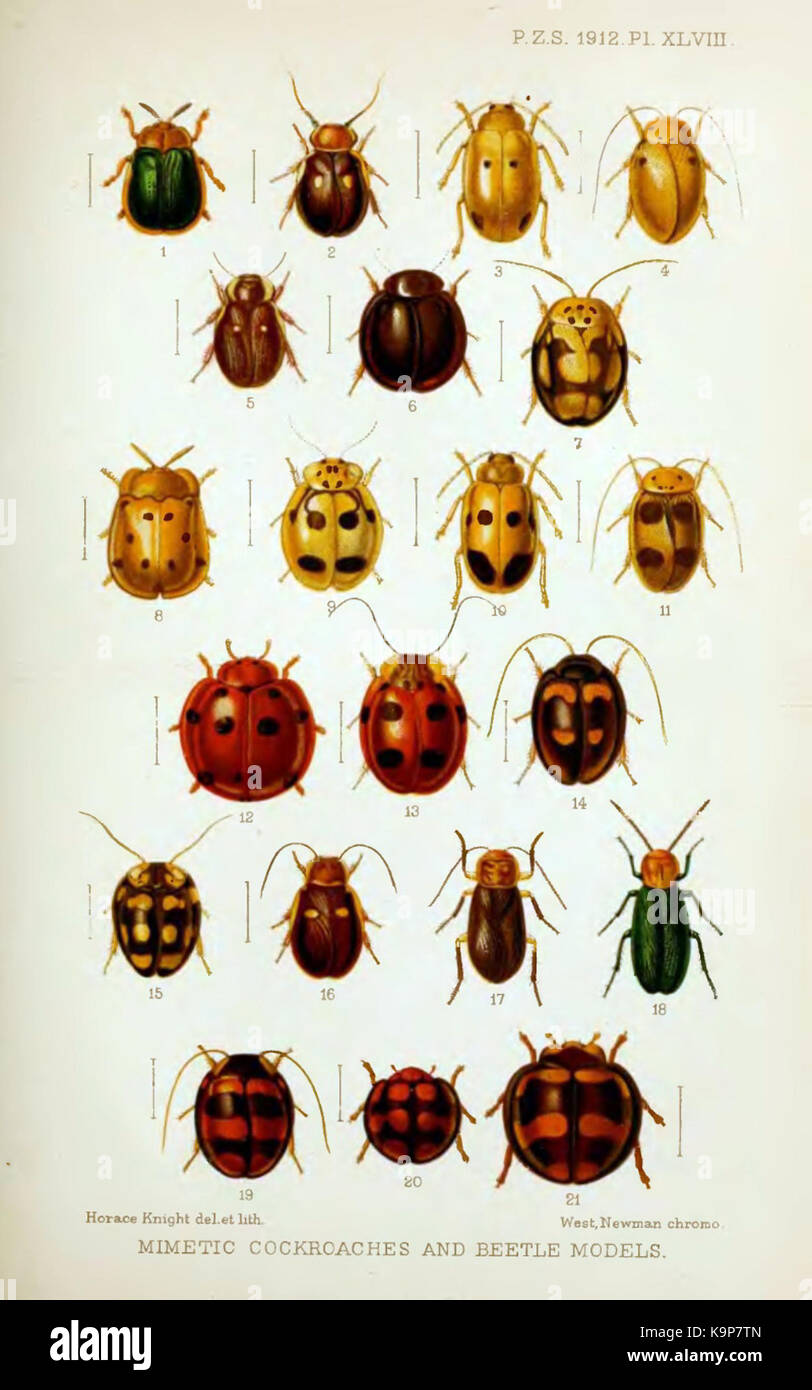 A species of ant found in tropical regions, known for its complex ...