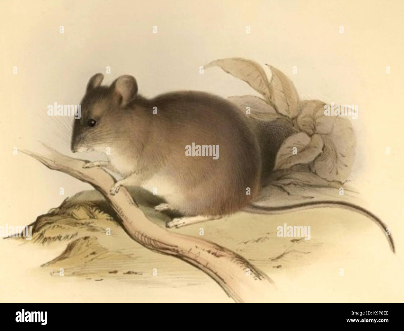Phyllotis xanthopygus, commonly known as the yellow-footed mouse, is a ...