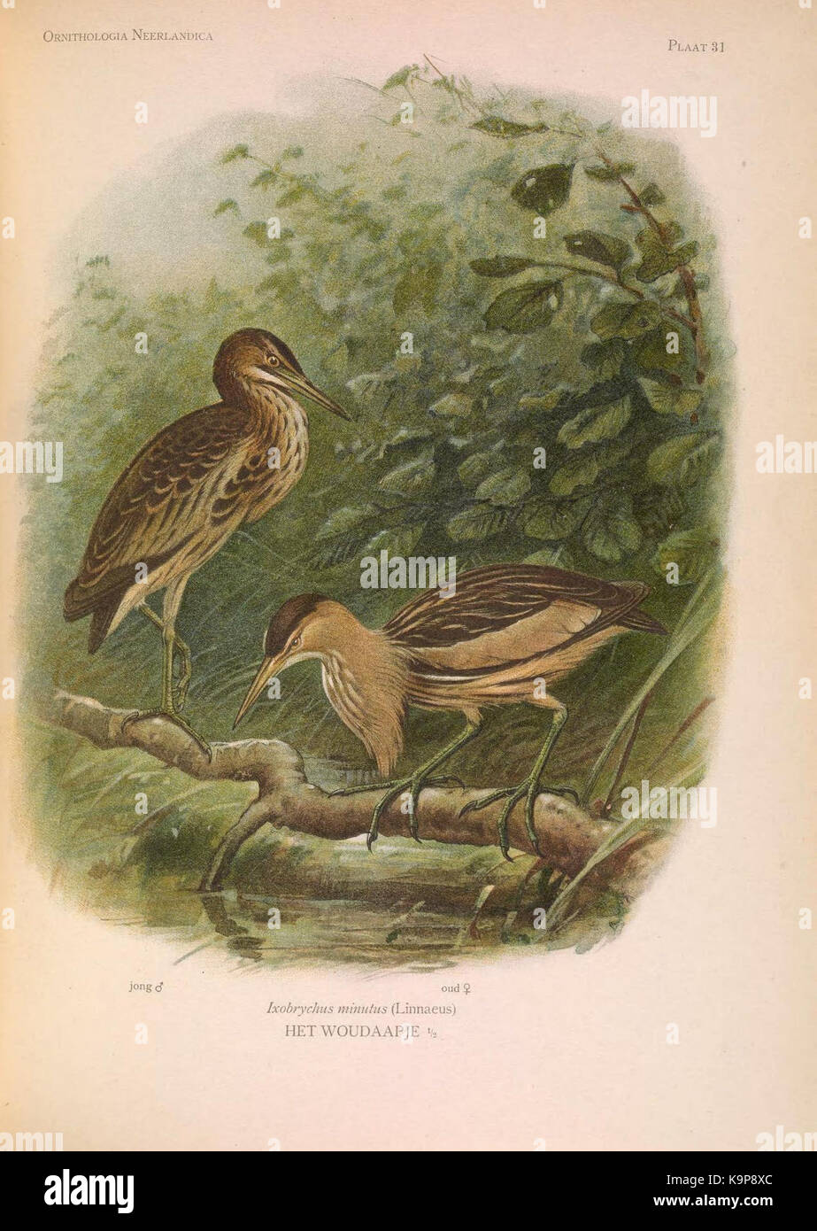 Ornithologia neerlandica (PLAAT 31) (7087040327 Stock Photo - Alamy