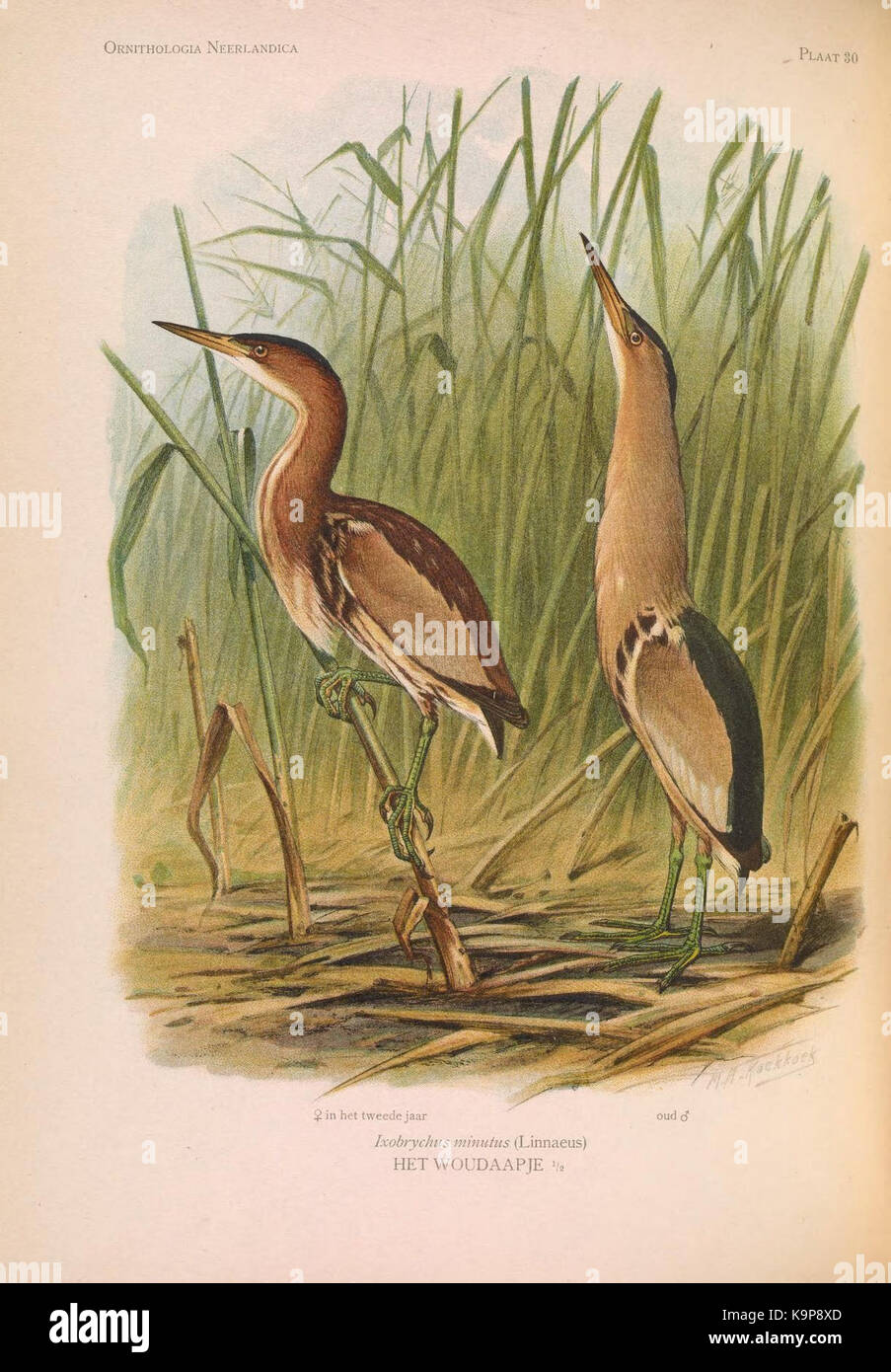 Ornithologia neerlandica (PLAAT 30) (6940970366 Stock Photo - Alamy
