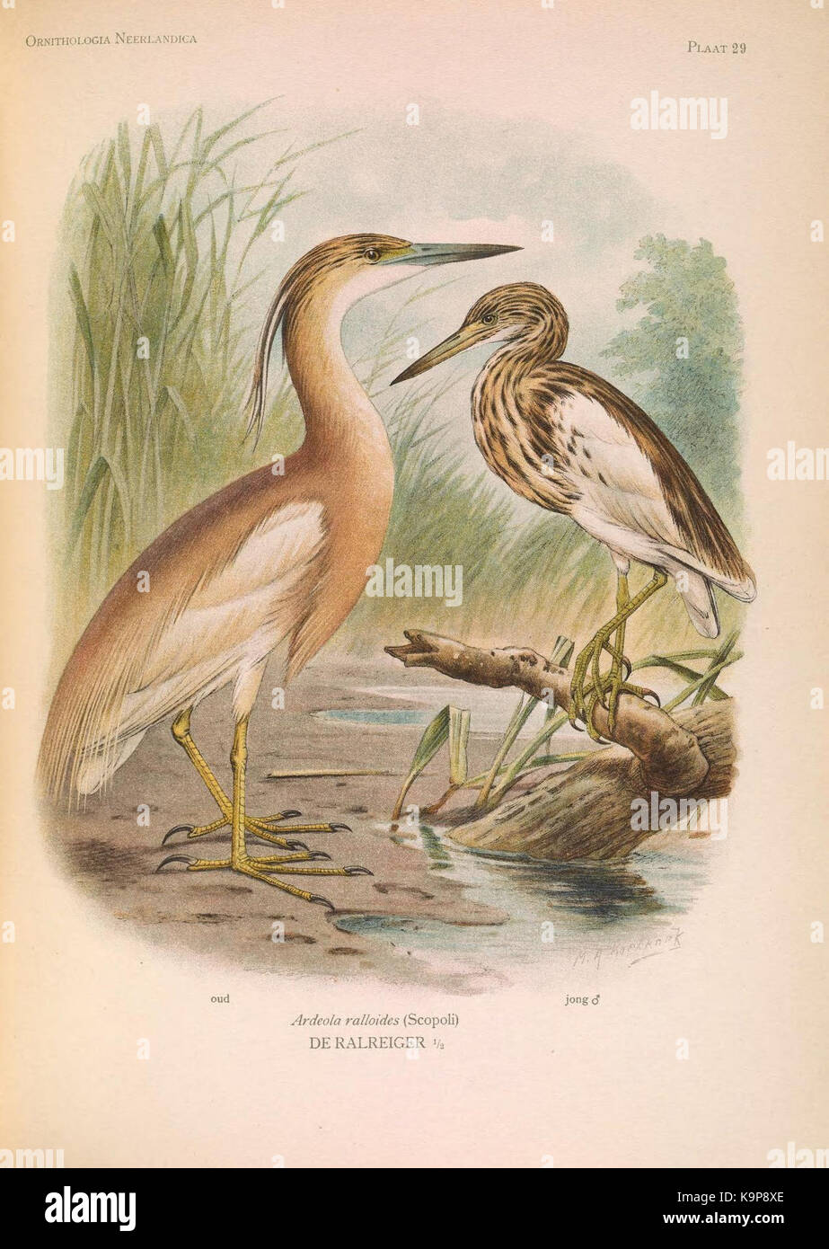 Ornithologia neerlandica (PLAAT 29) (6940969996 Stock Photo - Alamy