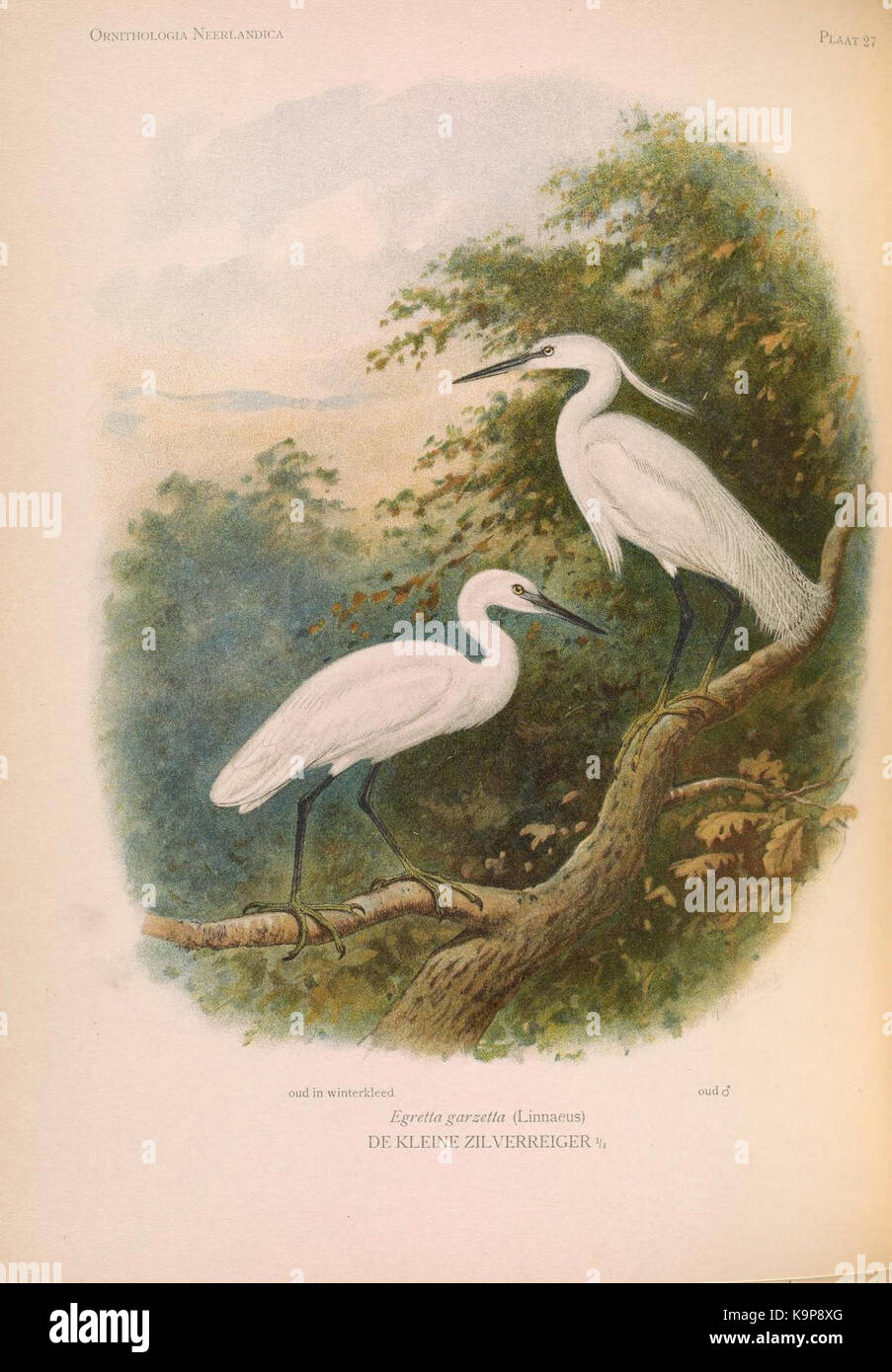 Ornithologia neerlandica (PLAAT 27) (7087038871 Stock Photo - Alamy