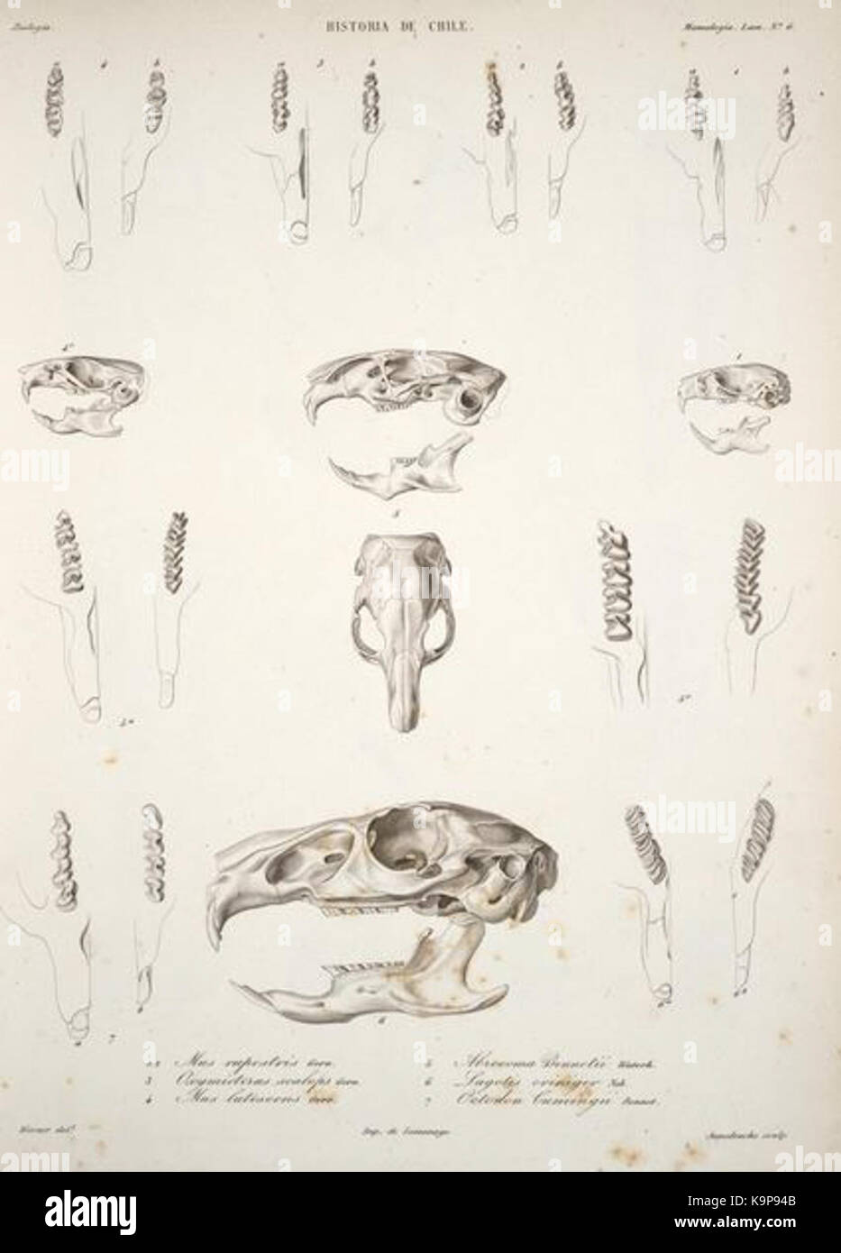 Phyllotis xanthopygus hi-res stock photography and images - Alamy