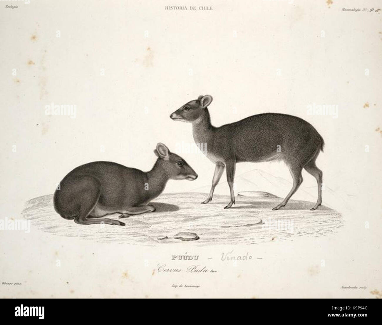 Pudu art hi-res stock photography and images - Alamy