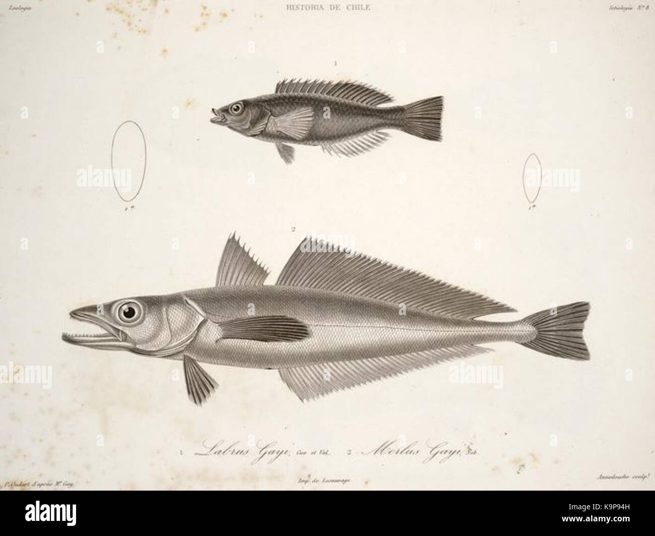 Merluccius gayi hi-res stock photography and images - Alamy