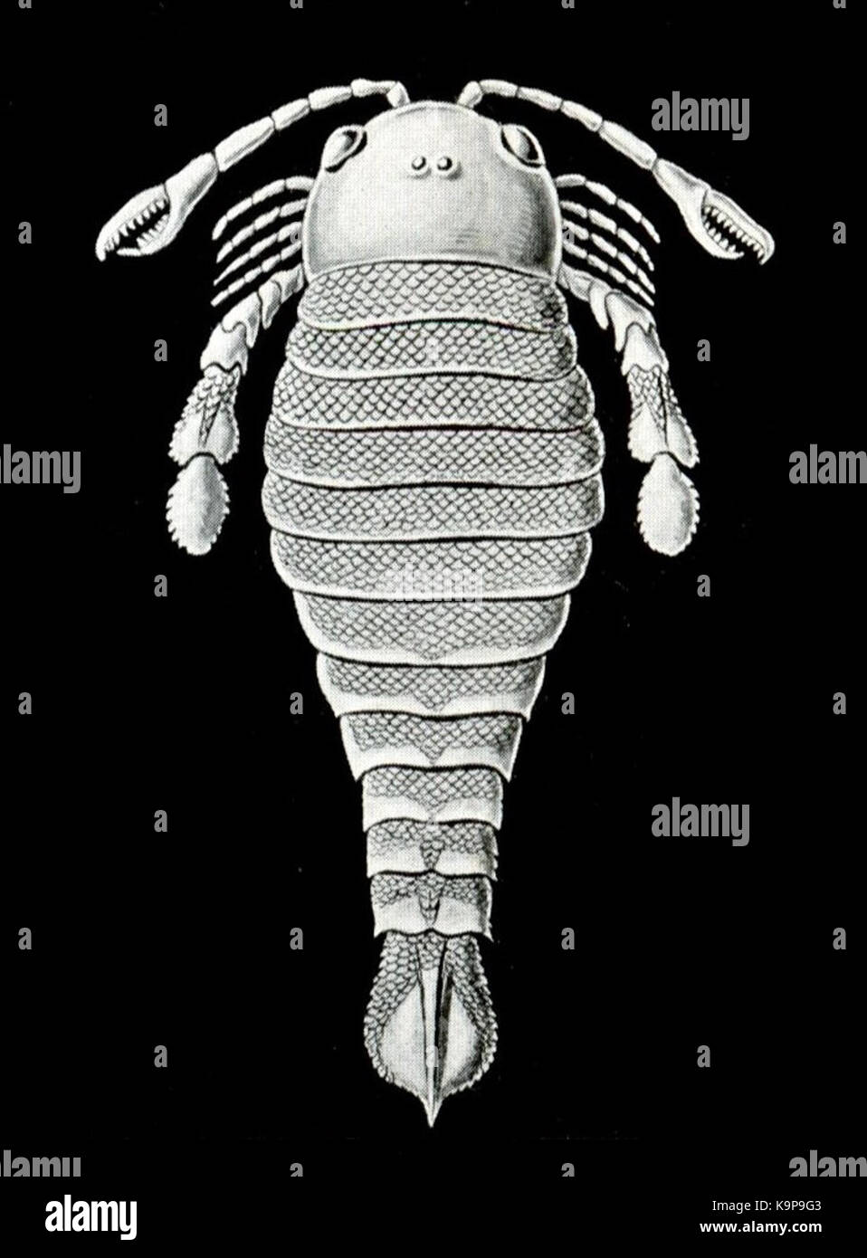 Pterygotus anglicus, a species described by Haeckel, is an extinct ...