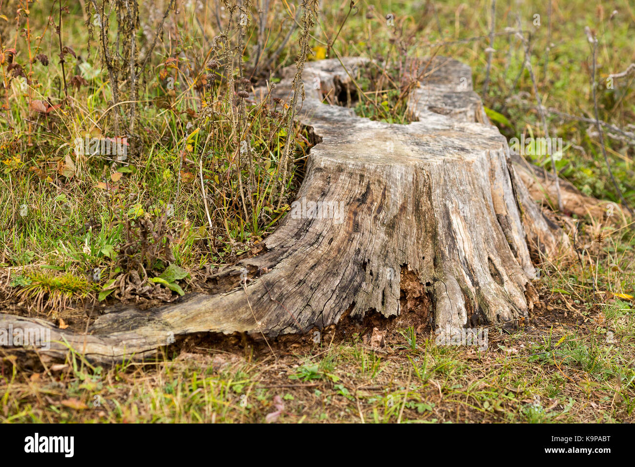nature, botany, weed concept. old tree stump with long roots is ...