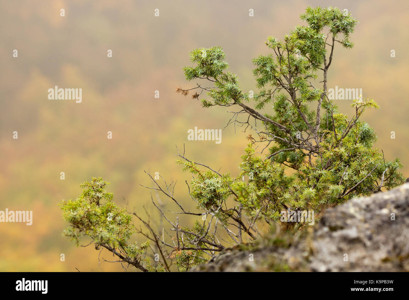 botany, ecology, planting concept. some small and gentle bush is ...