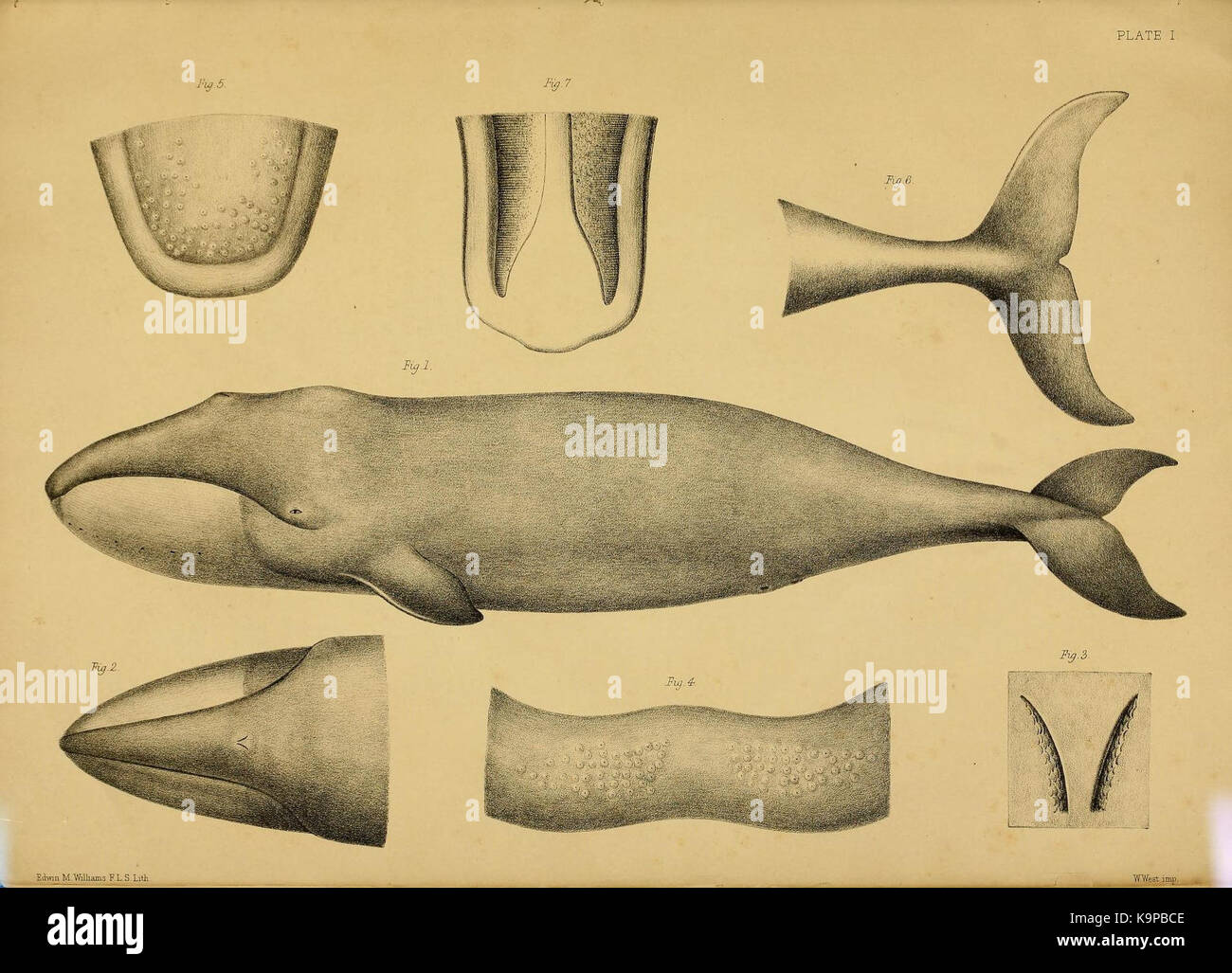 Scientific exploration of cetaceans hi-res stock photography and images ...