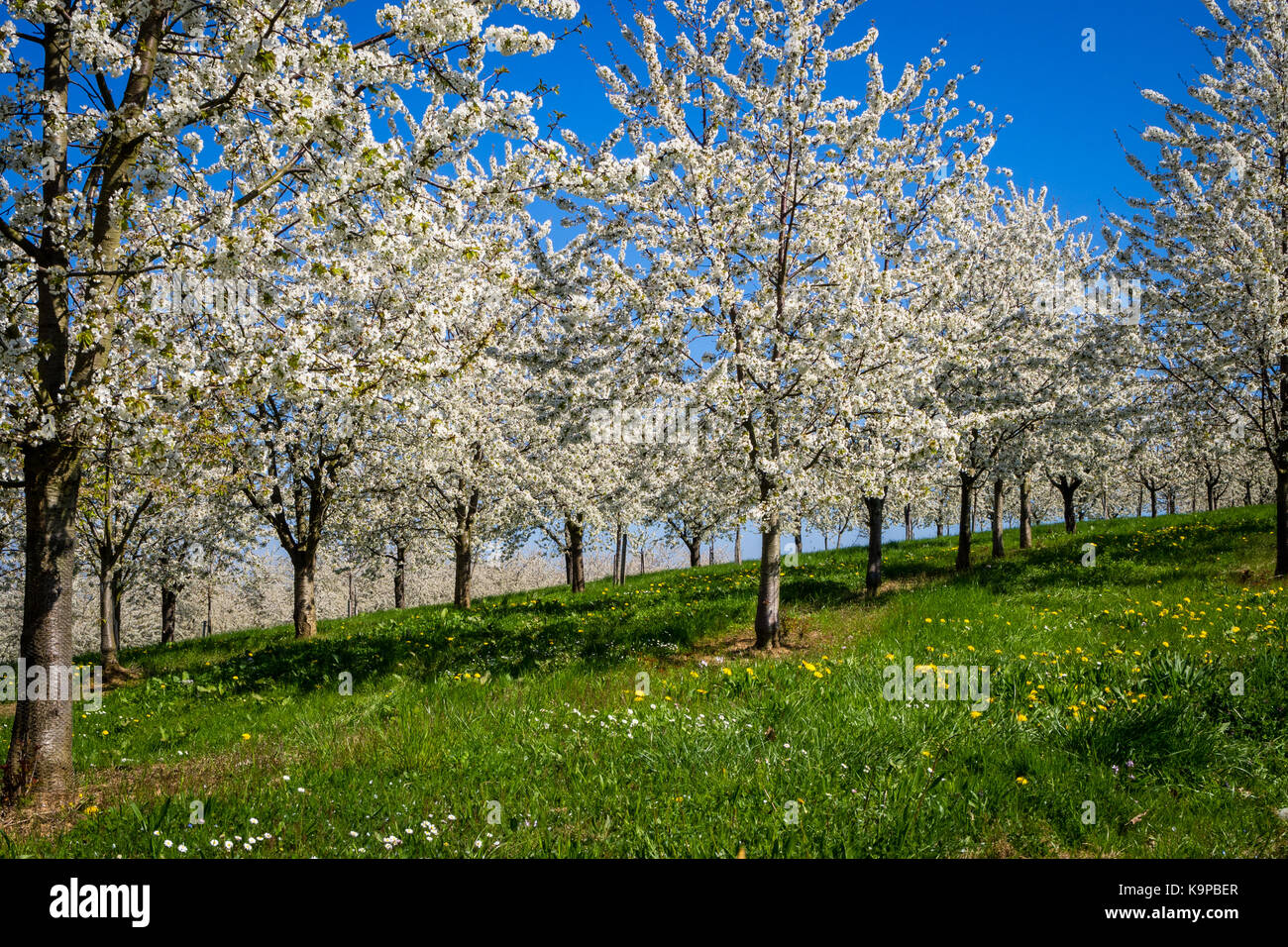 Black forest cherry blossom hi-res stock photography and images - Alamy