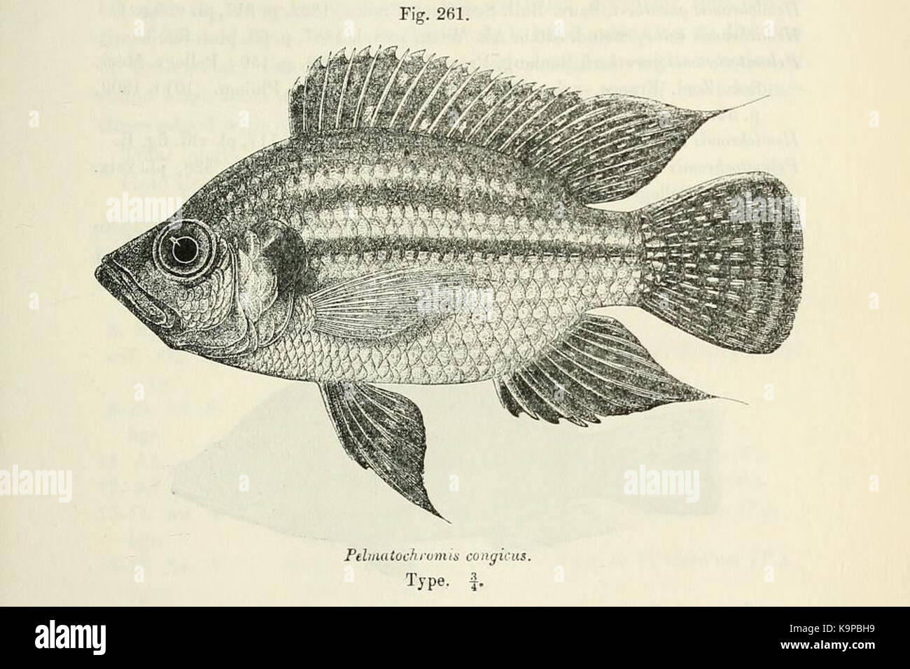 Congicus hi-res stock photography and images - Alamy