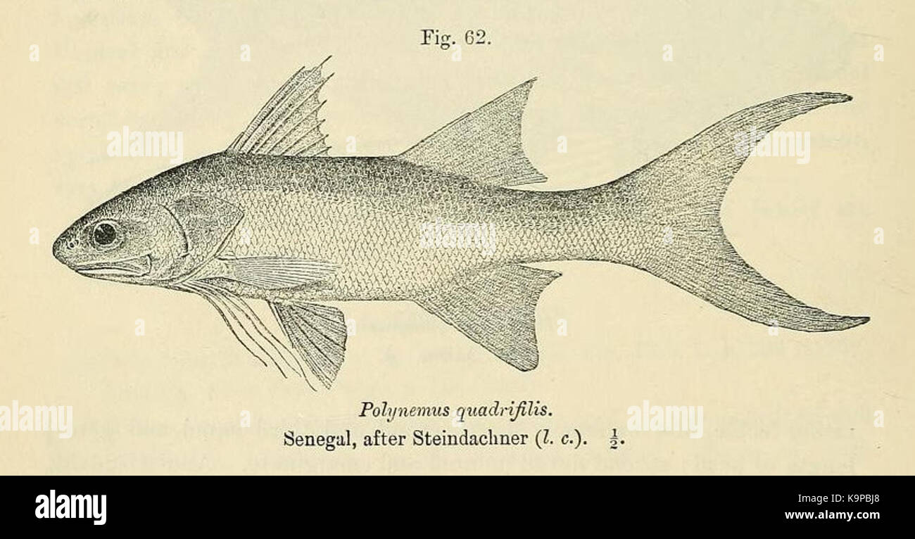 Polydactylus hi-res stock photography and images - Alamy