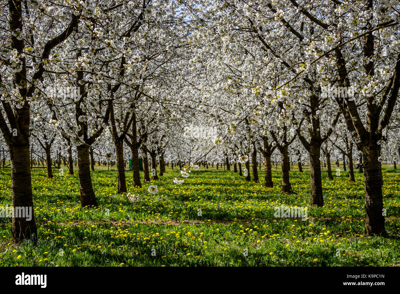 Black forest cherry blossom hi-res stock photography and images - Alamy