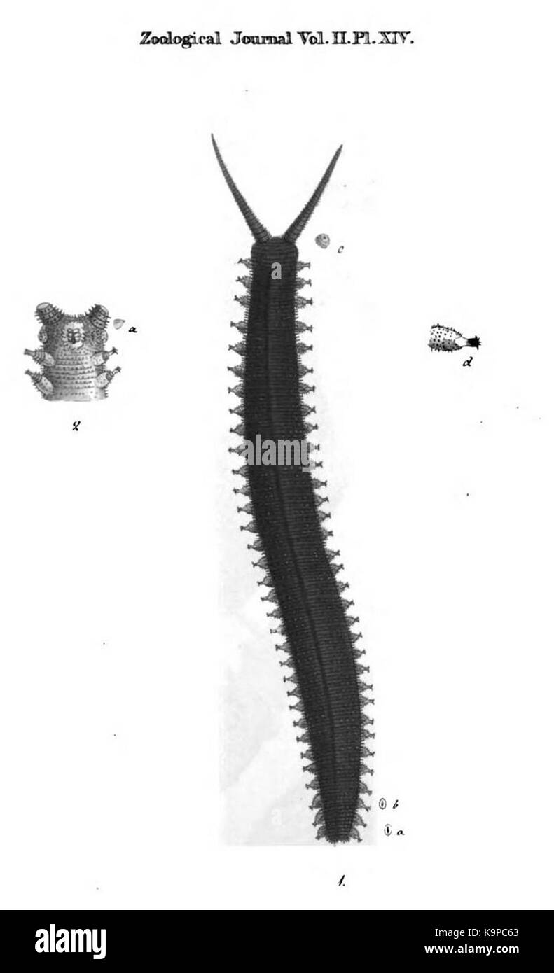 Peripatus juliformis hi-res stock photography and images - Alamy