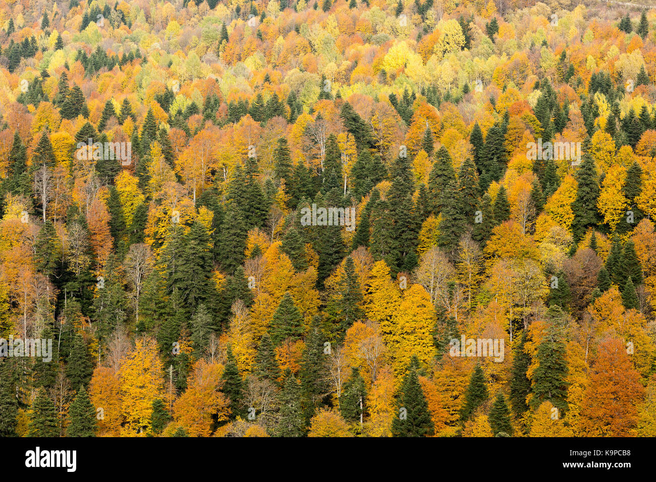 nature reserve, wildlife, country concept. mixed forest is composed of ...
