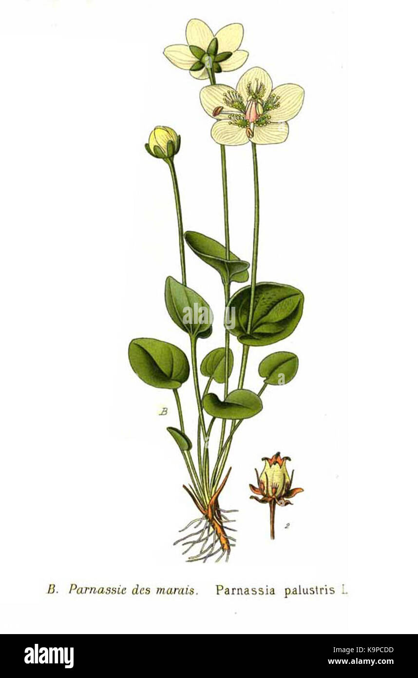 Parnassia palustris l hi-res stock photography and images - Alamy