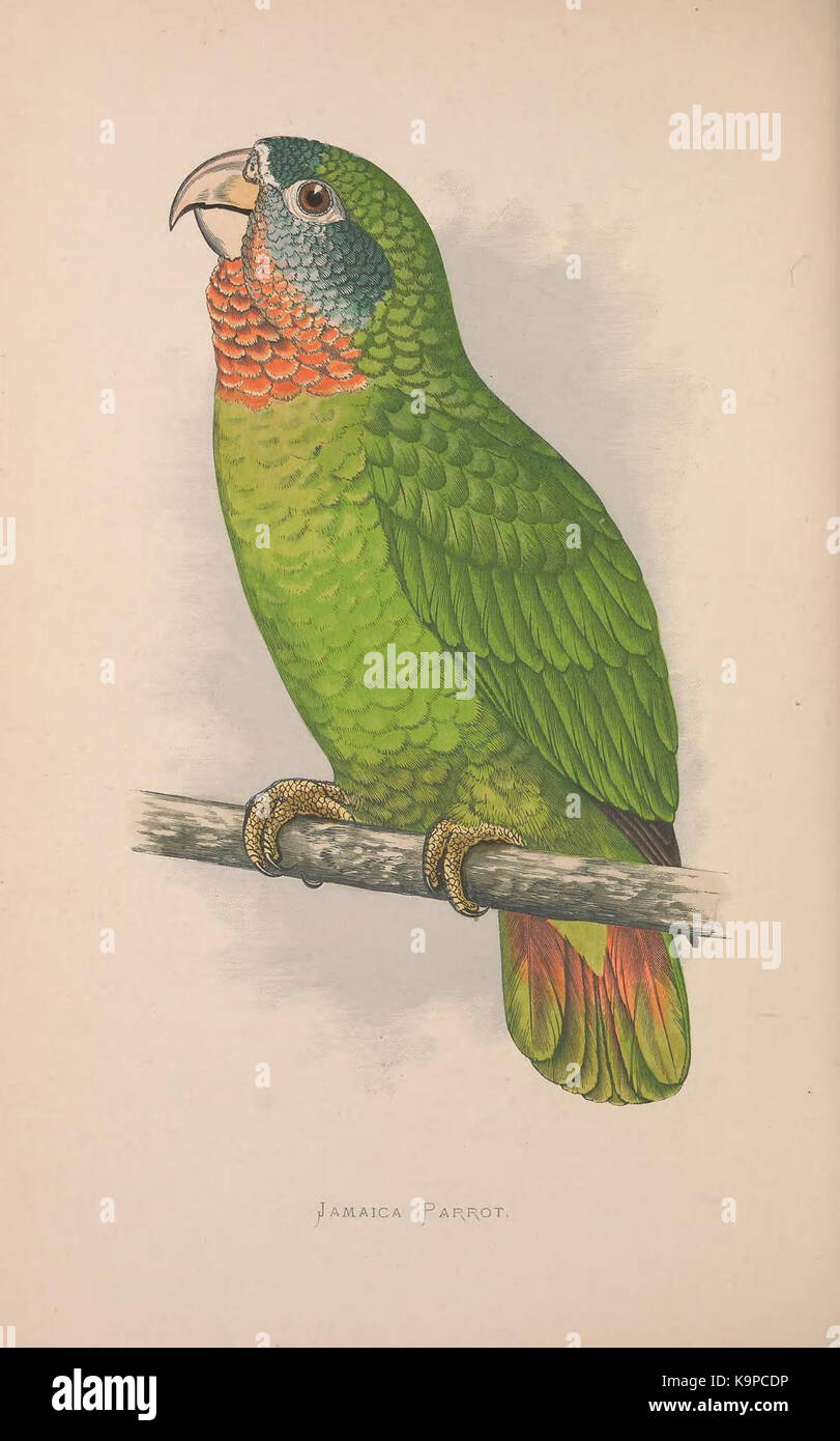 Amazon parrot drawing hi-res stock photography and images - Alamy