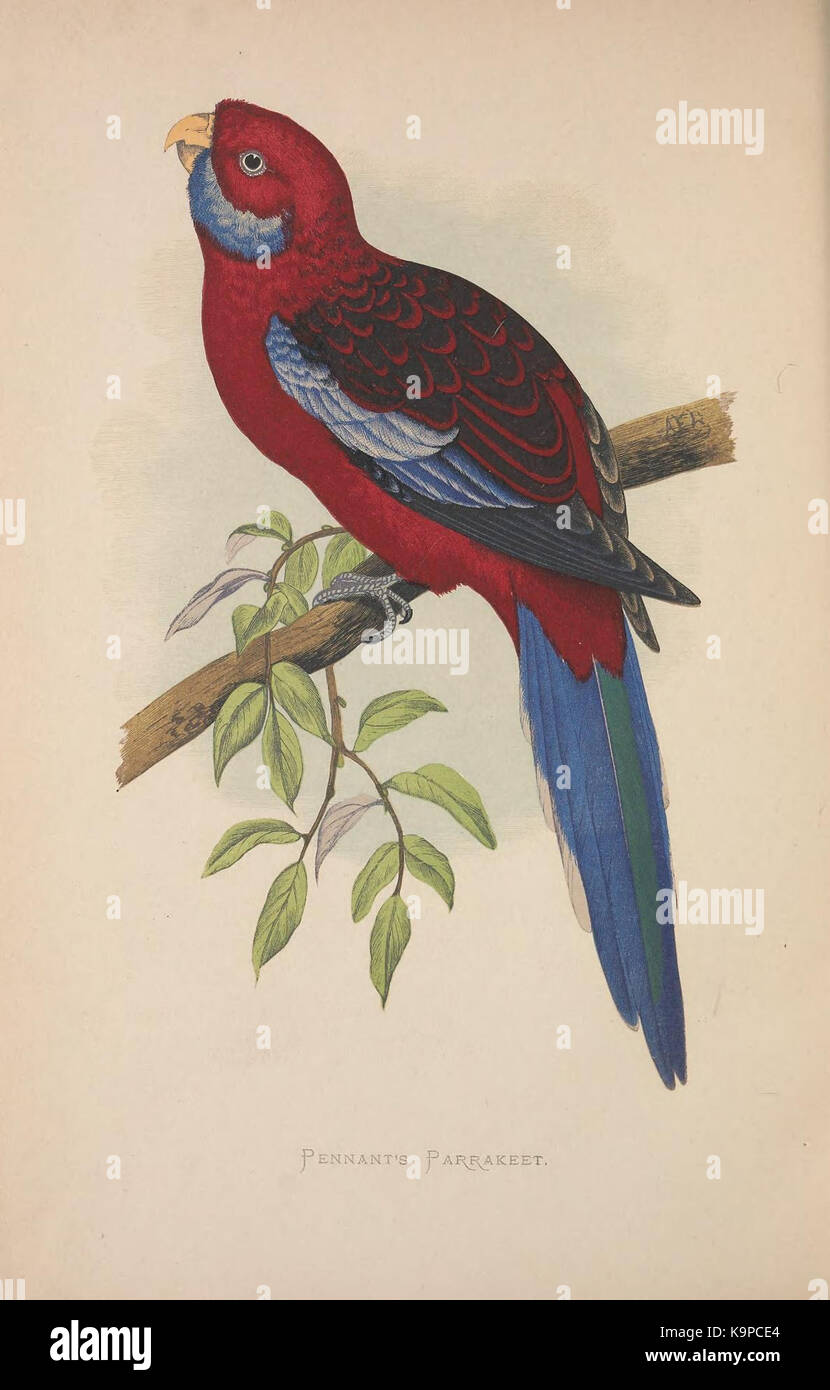 Volume 1, Plate 27 of 'Parrots in Captivity' features the Pennant's ...