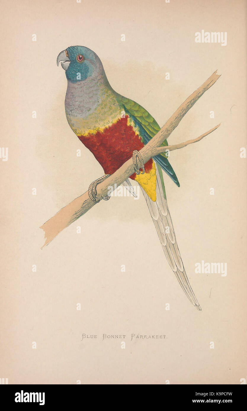 Parrots in captivity (Vol. 2. PL. 06) Blue Bonnet Parrakeet ...