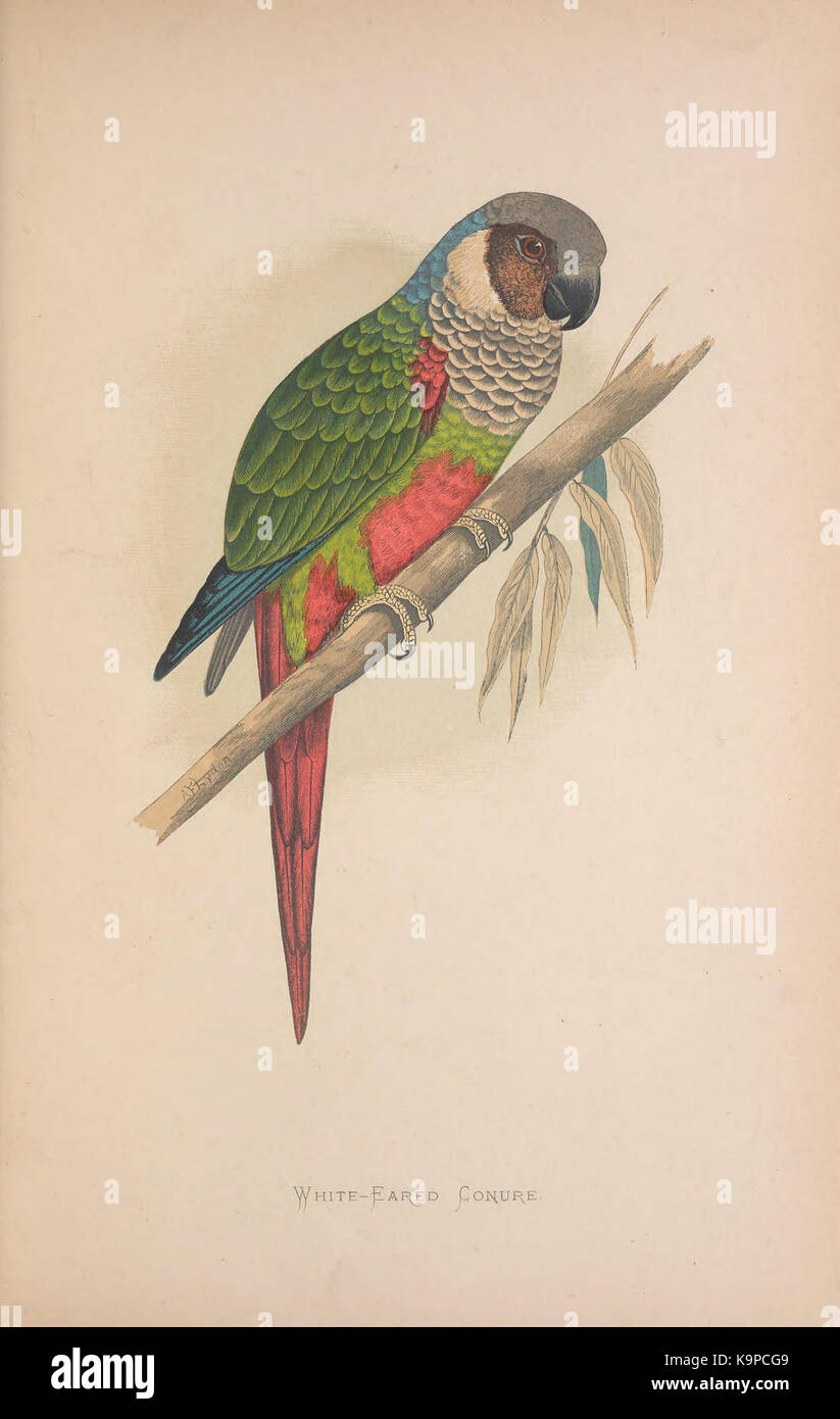 The image depicts a White Eared Conure, a species of parrot kept in ...