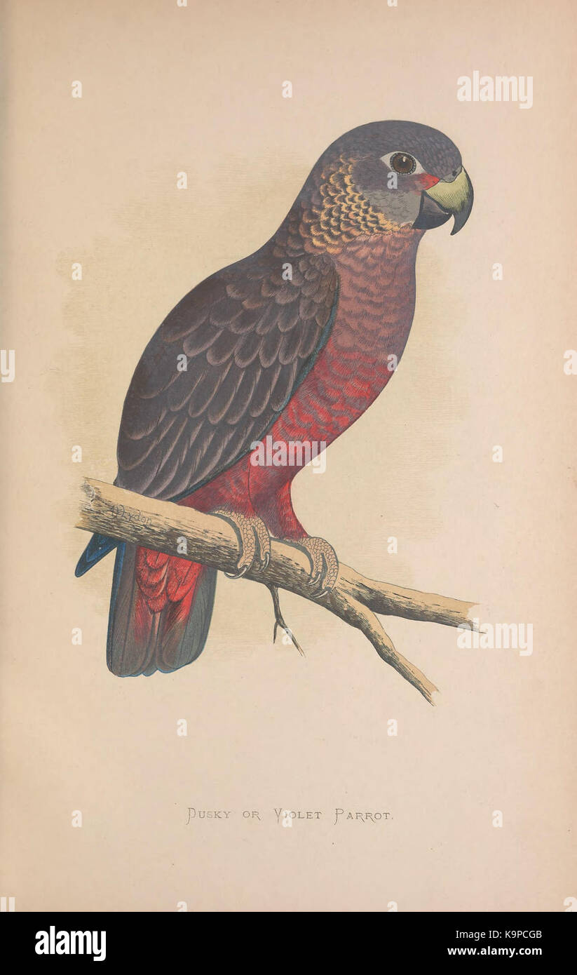 Violet parrot hi-res stock photography and images - Alamy