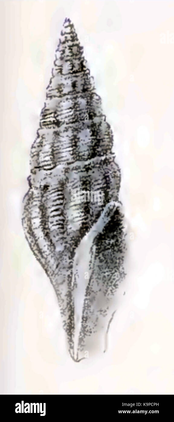 Paradrillia fugata 001 Stock Photo - Alamy